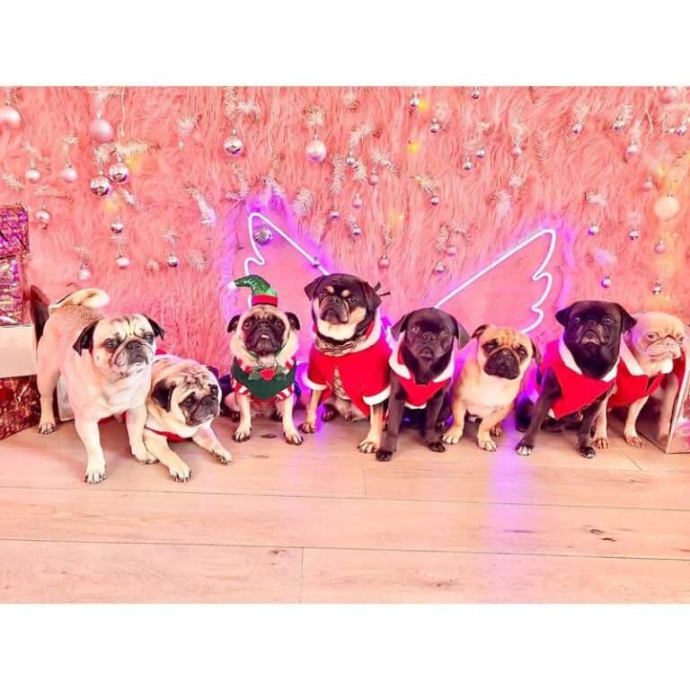 Top 9 Best Dog Cafes in London 2023